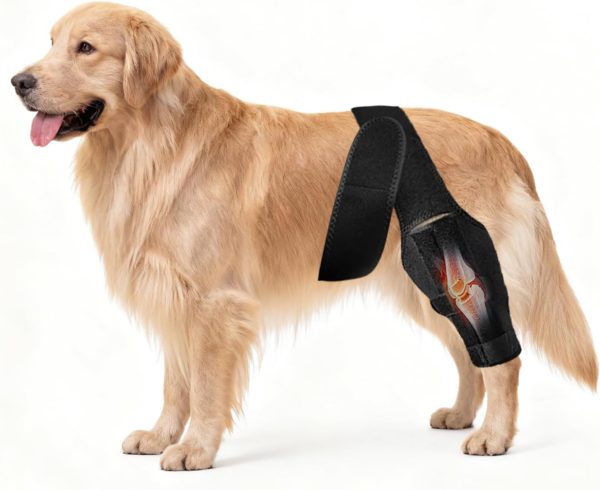 Recovery from dog Acl surgery – Dog Carely